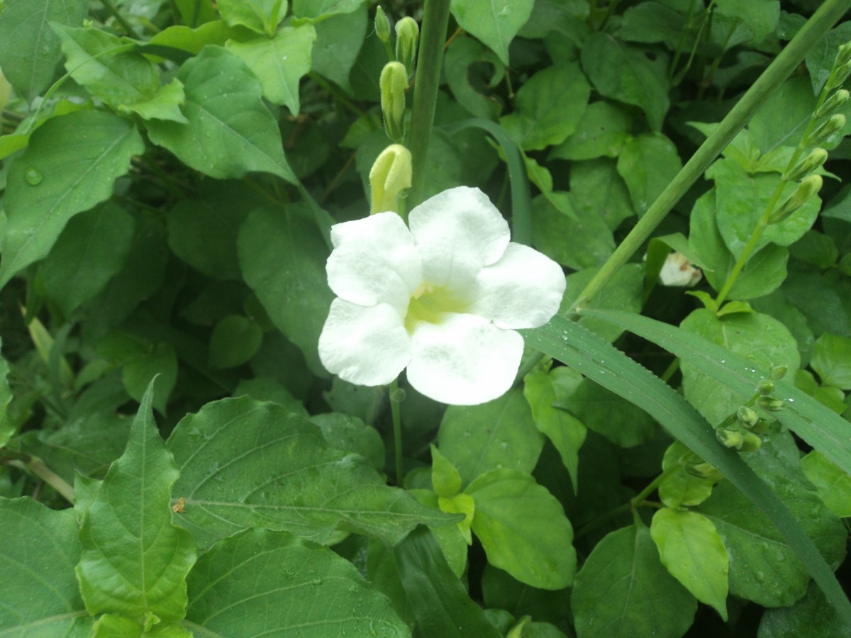 Flora of Sri Lanka