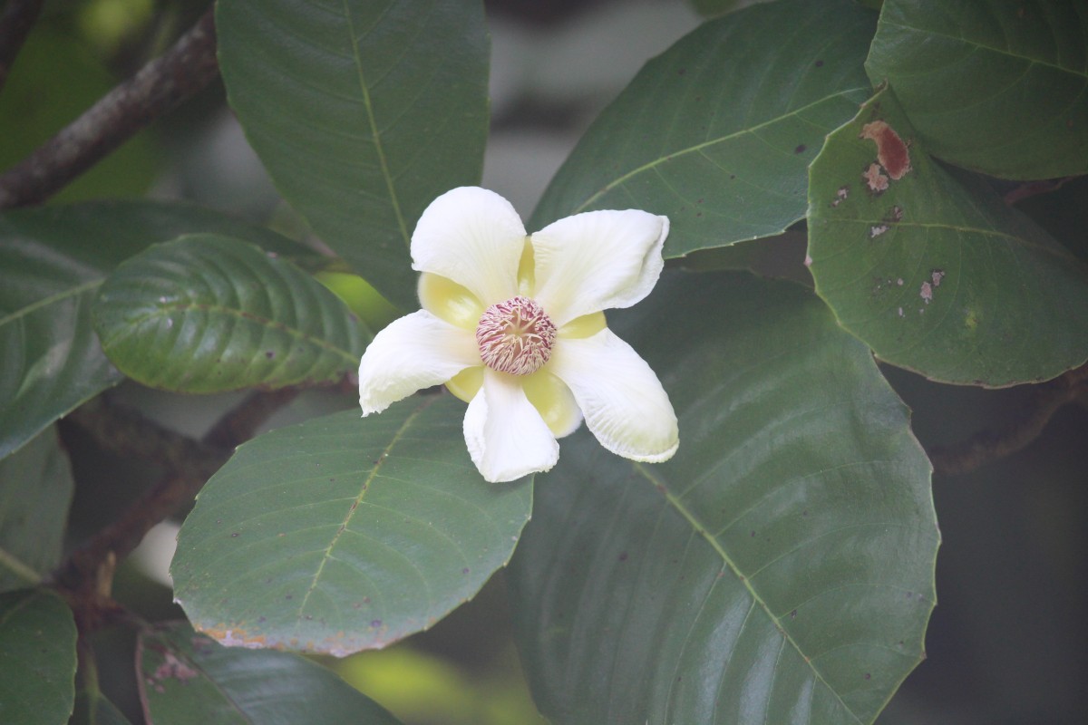 Flora of Sri Lanka