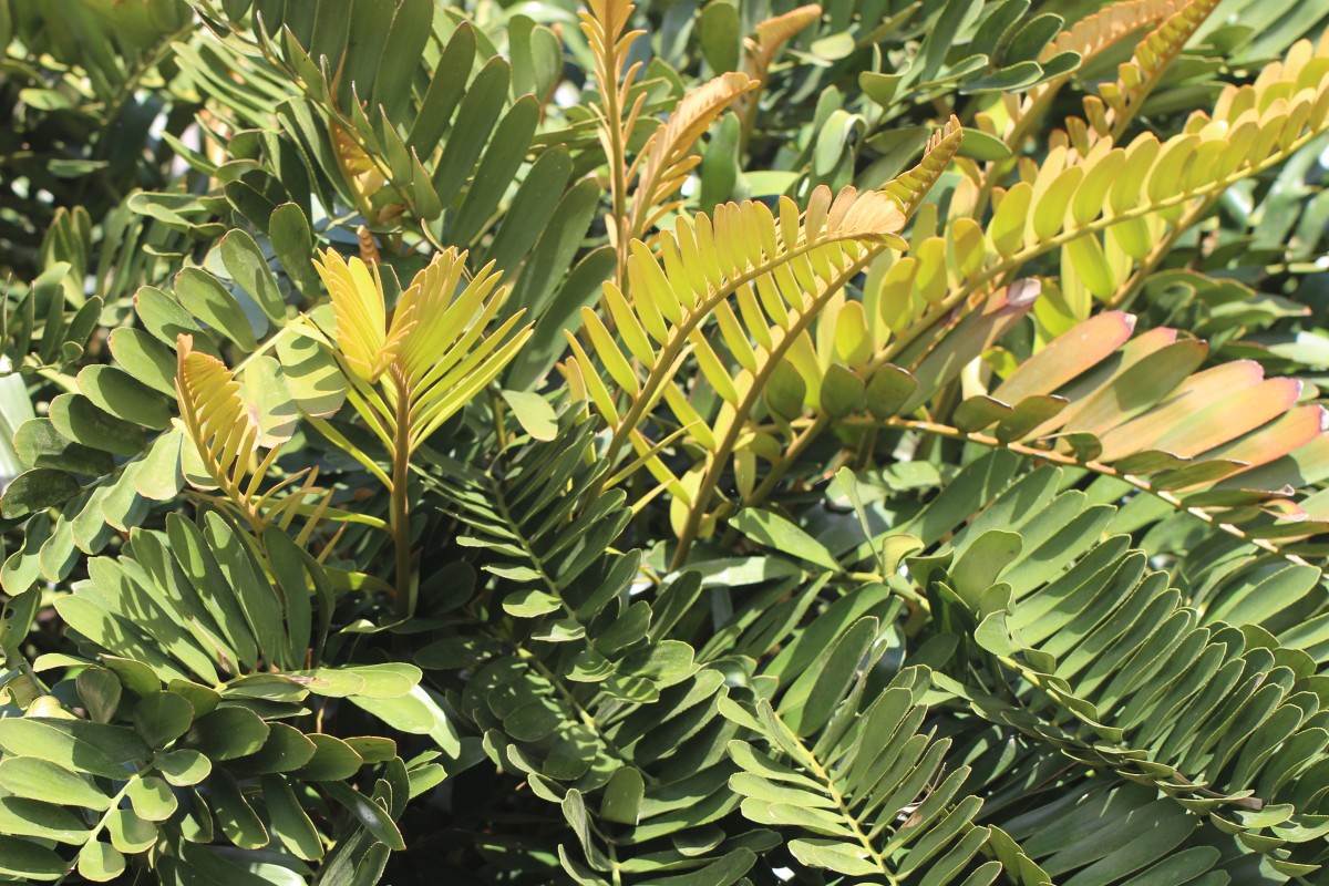 Flora of Sri Lanka