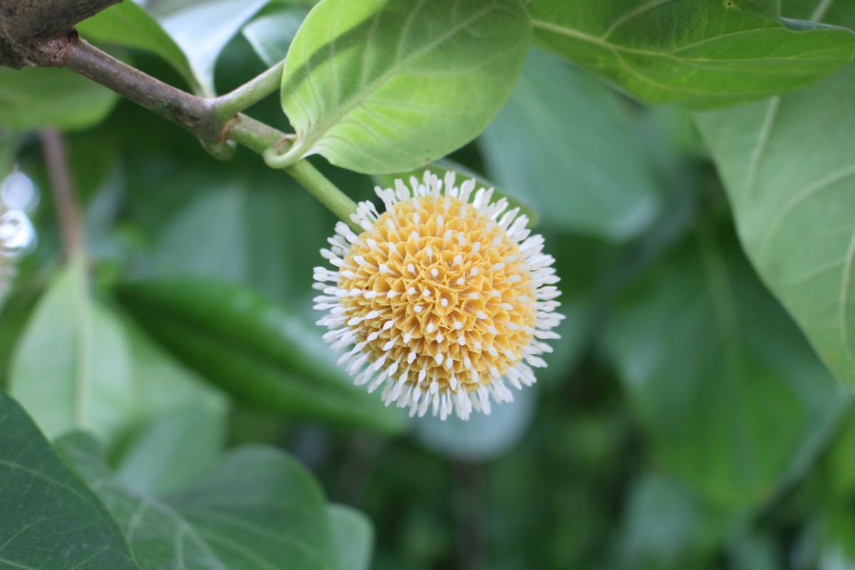Flora of Sri Lanka