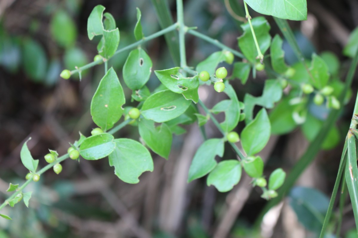 Flora of Sri Lanka