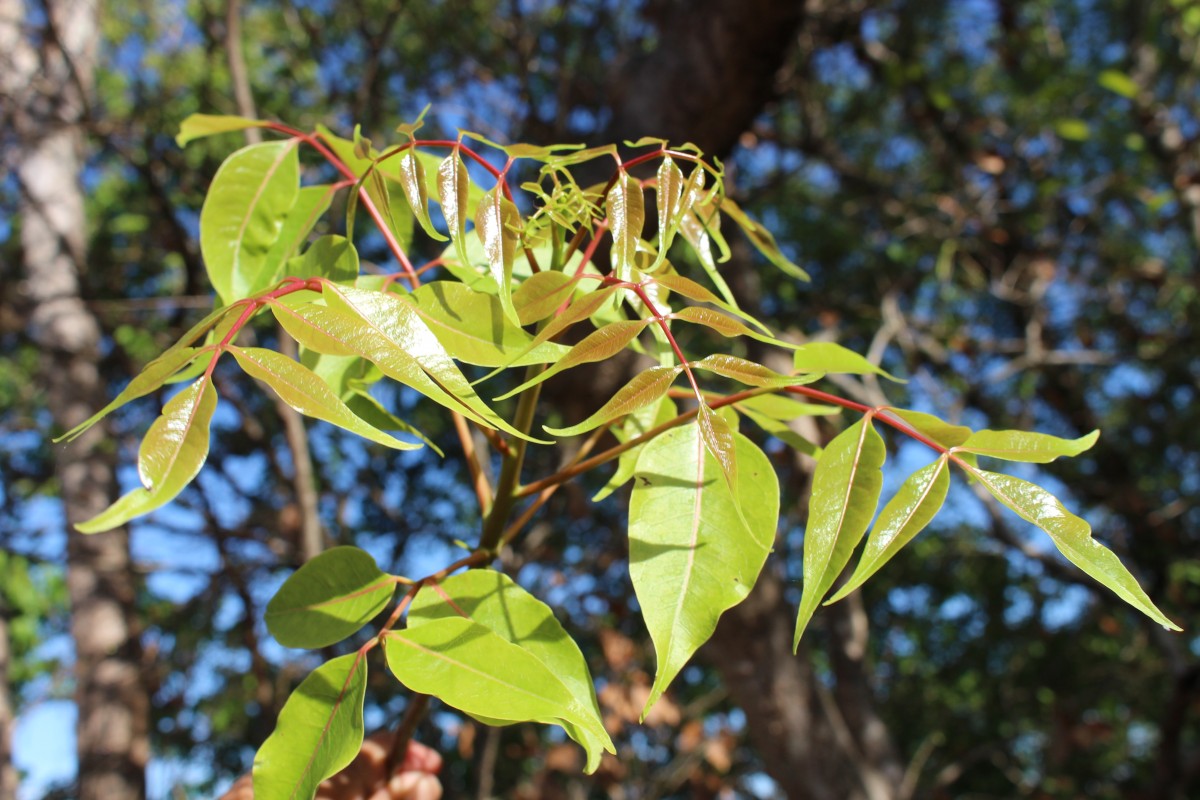 Flora of Sri Lanka