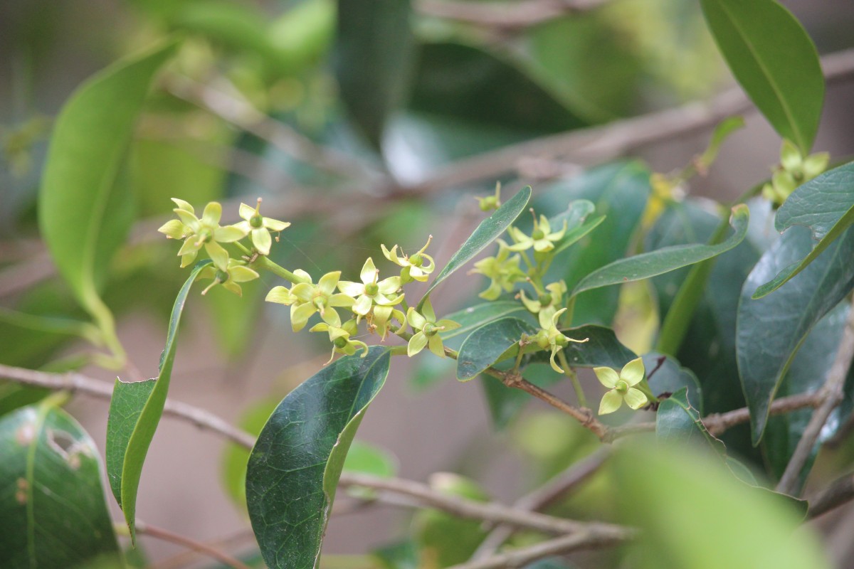 Flora of Sri Lanka