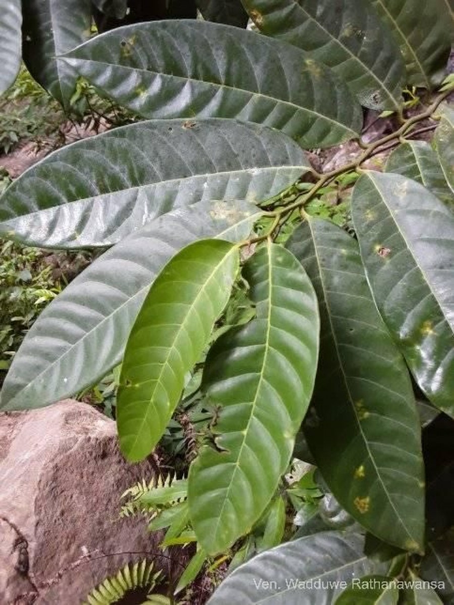 Flora of Sri Lanka