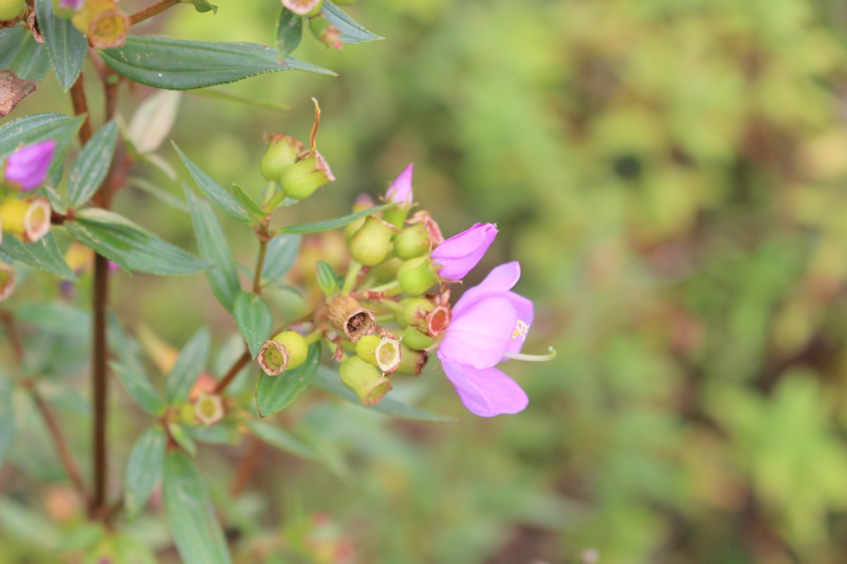Flora of Sri Lanka