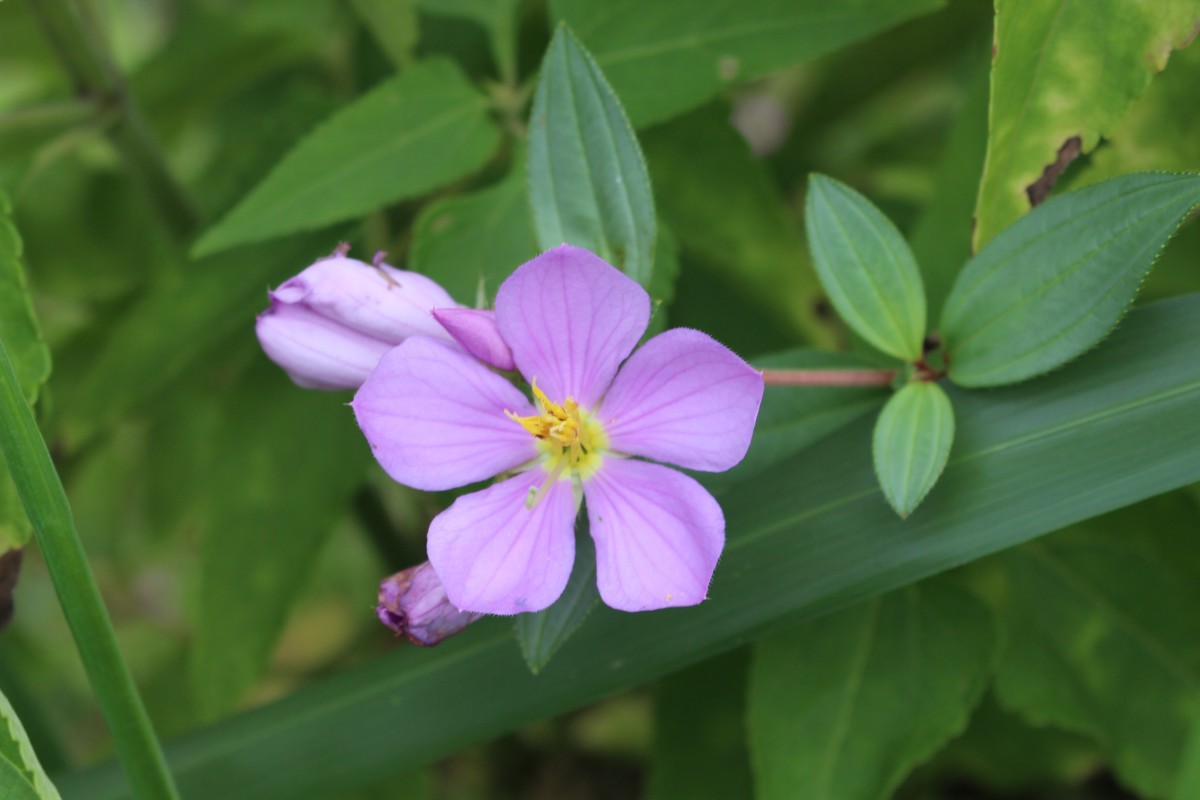 Flora of Sri Lanka