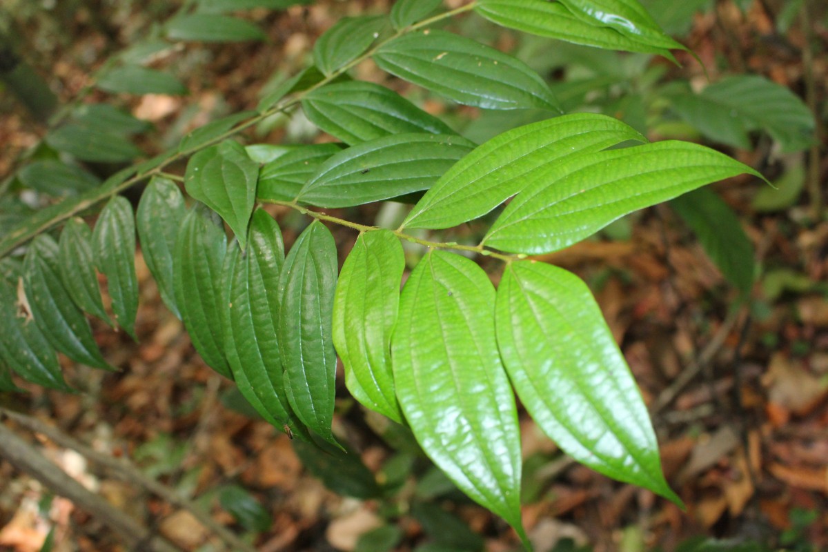 Flora of Sri Lanka