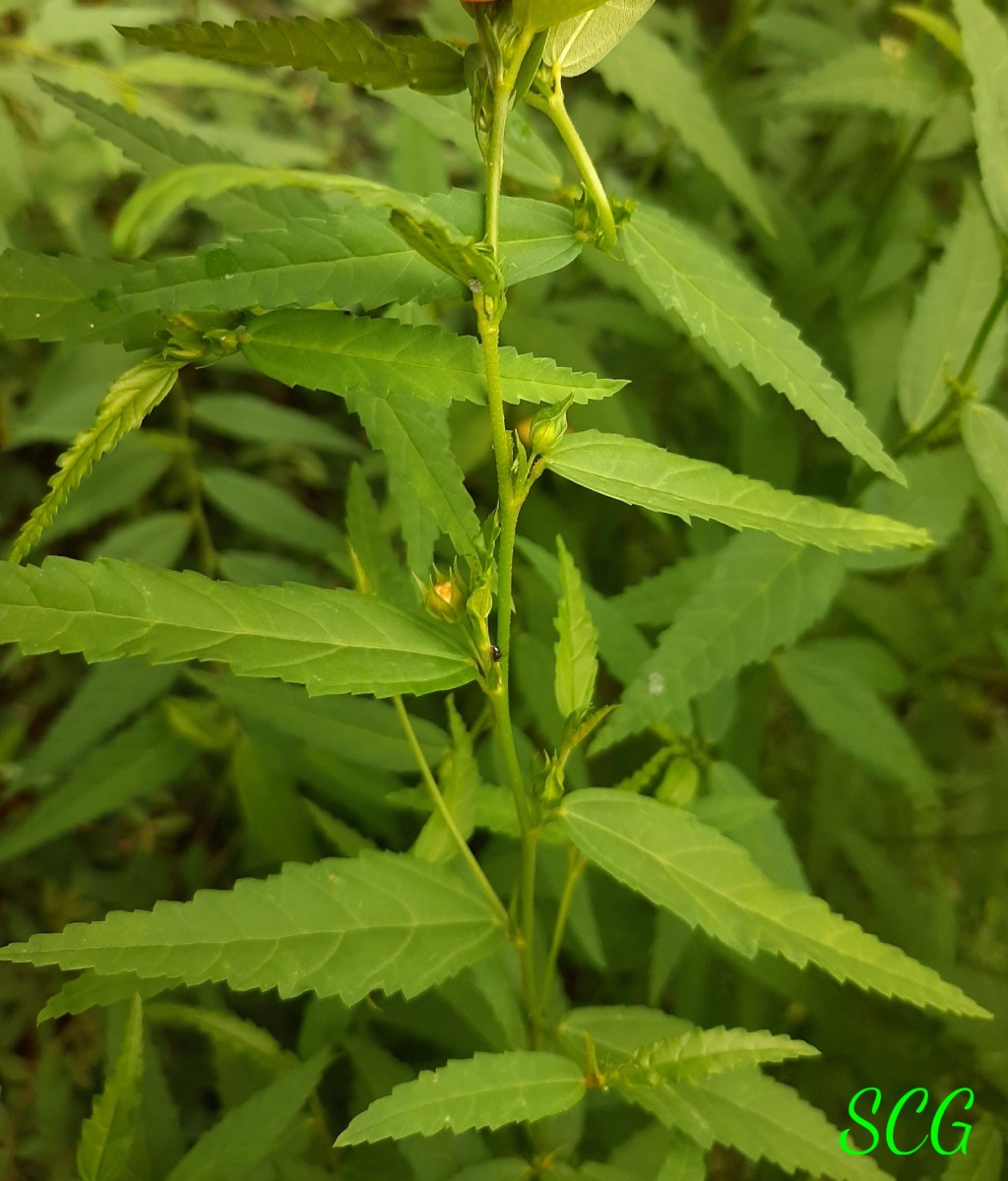 Flora of Sri Lanka