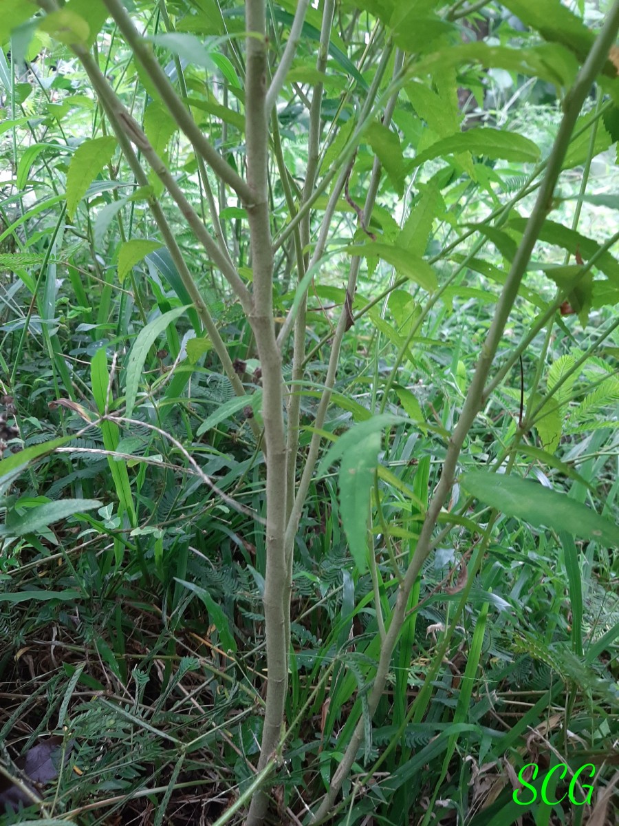 Flora of Sri Lanka