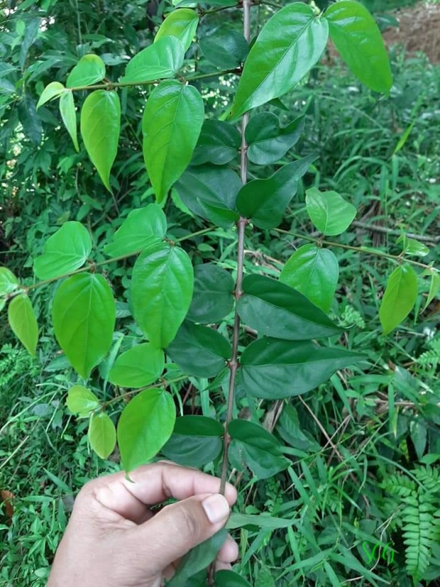 Flora of Sri Lanka
