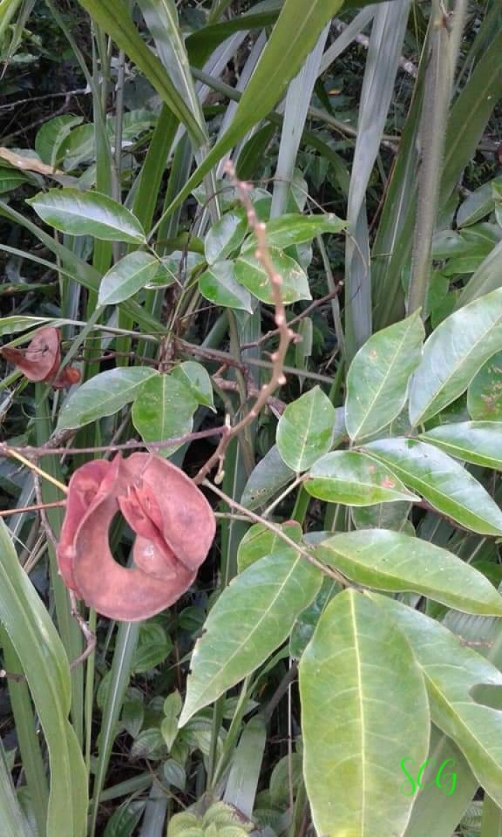 Flora of Sri Lanka
