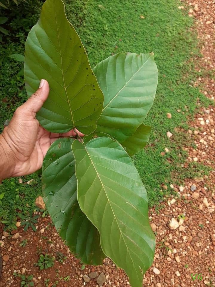 Flora of Sri Lanka