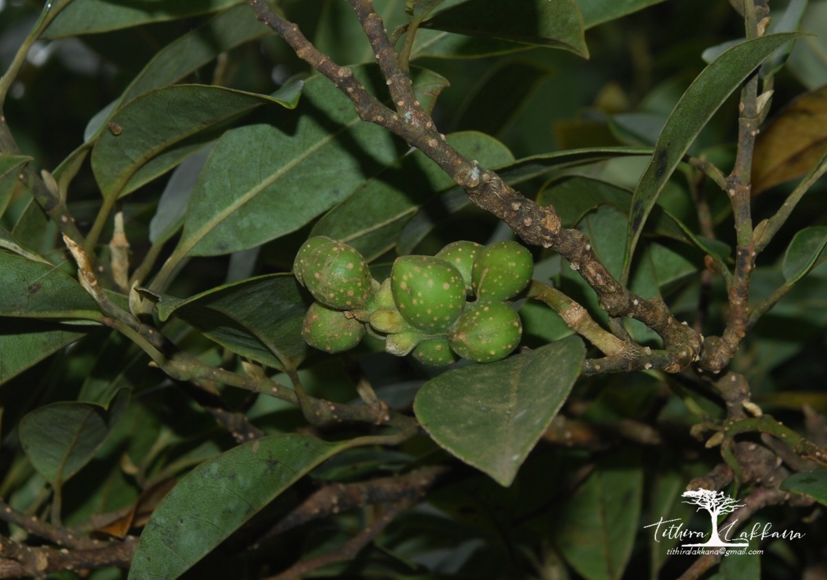 Flora of Sri Lanka