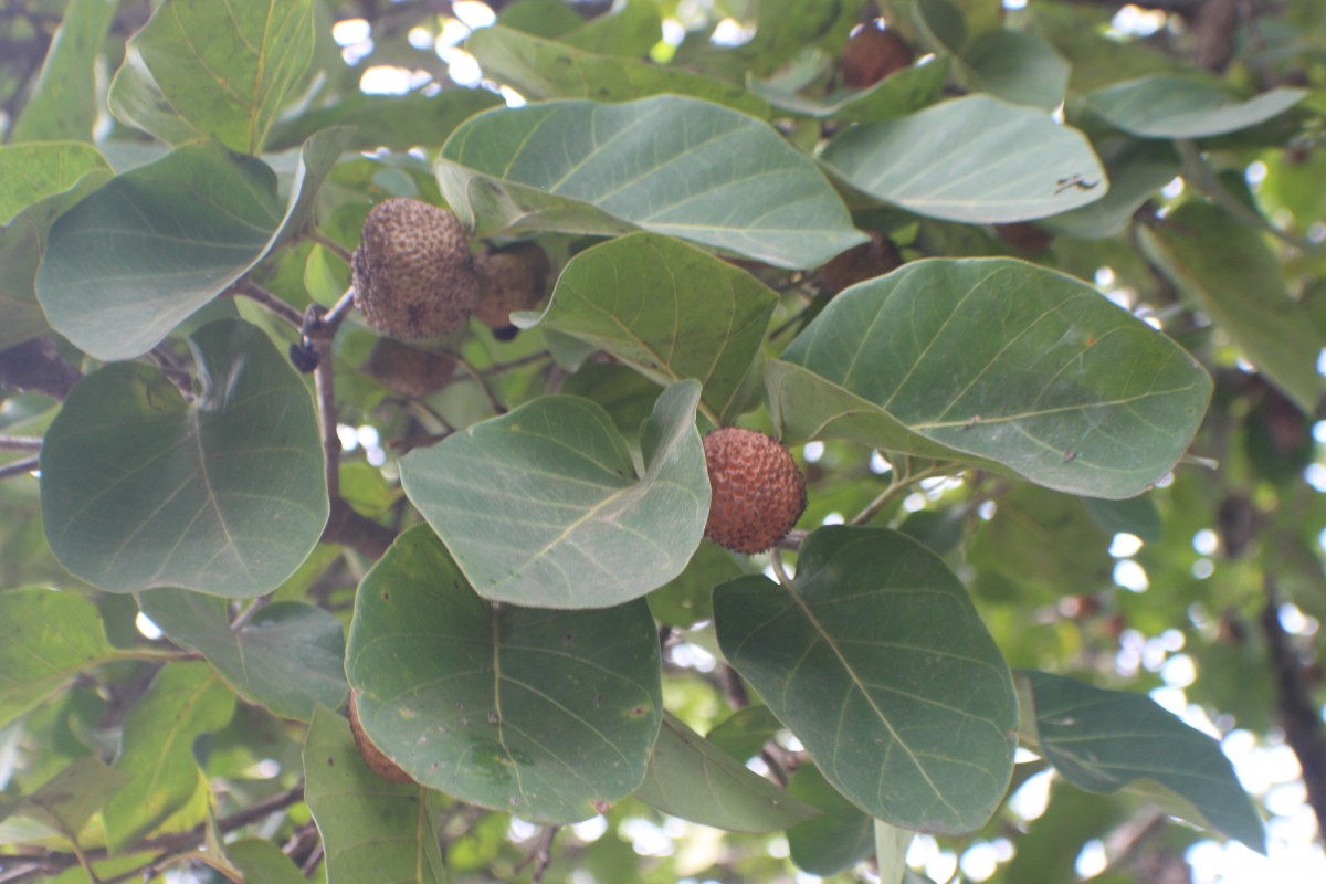 Flora of Sri Lanka