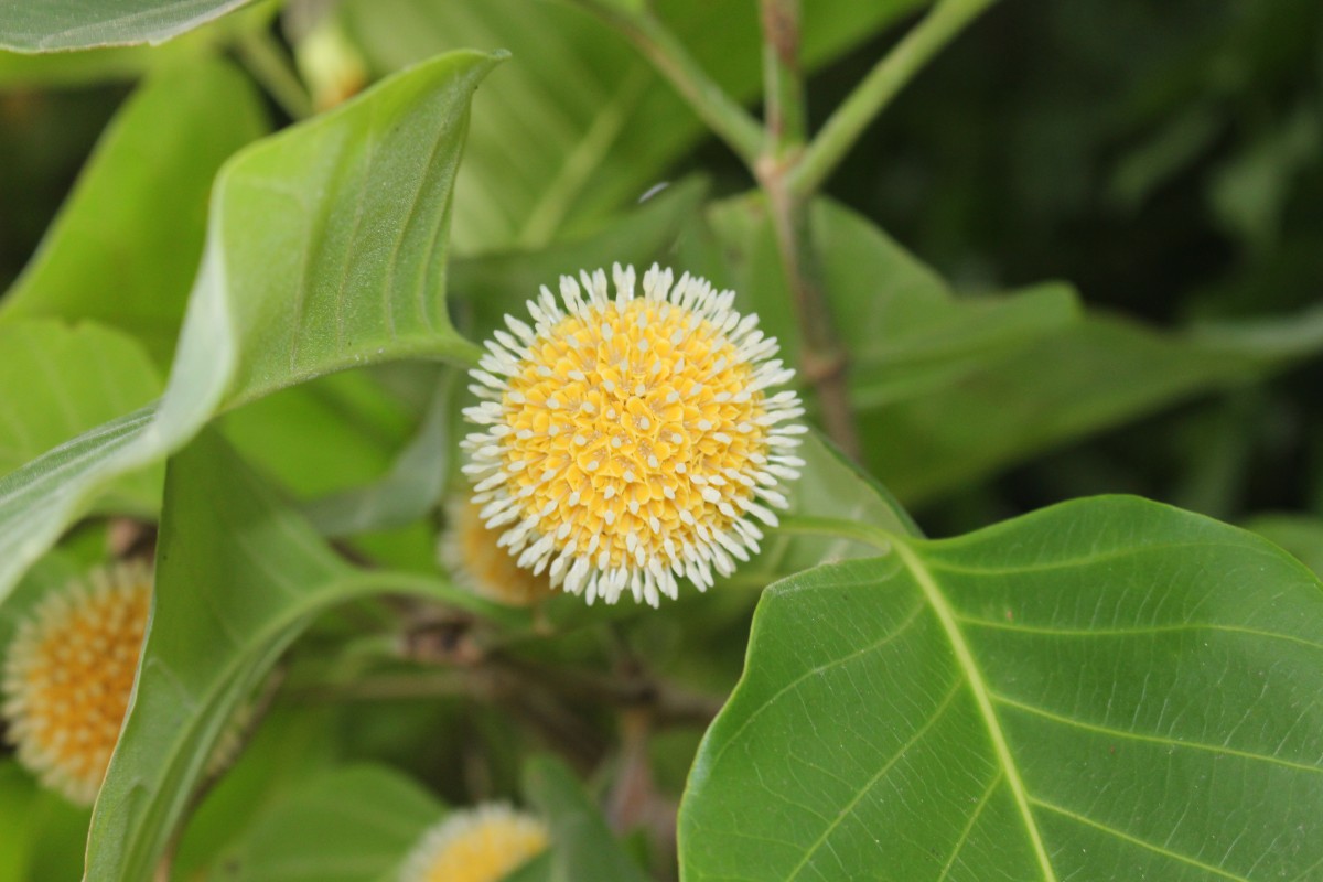 Flora of Sri Lanka