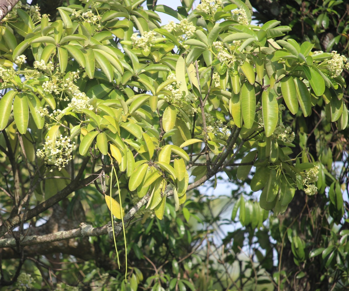 Flora of Sri Lanka