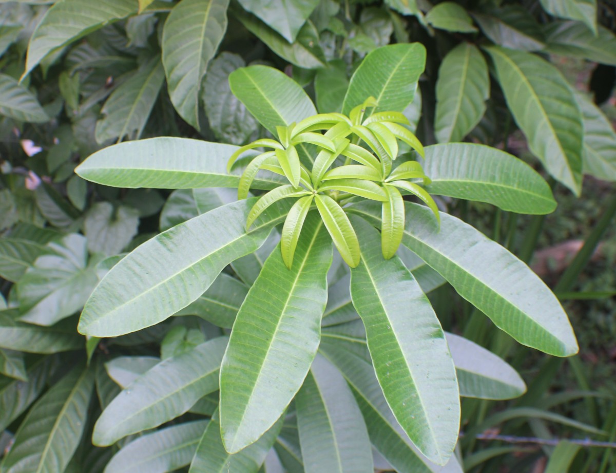 Flora of Sri Lanka