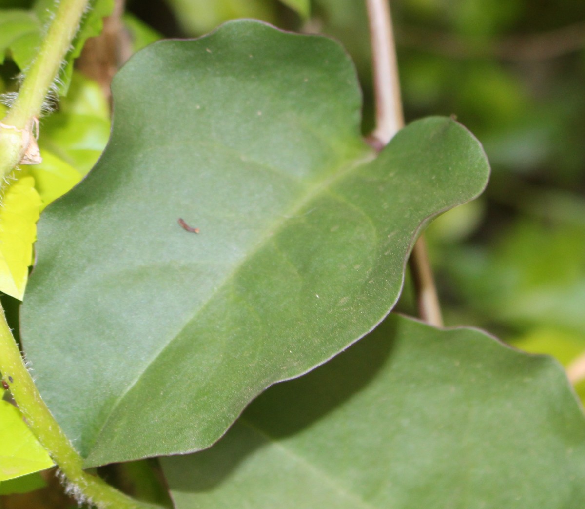 Flora of Sri Lanka