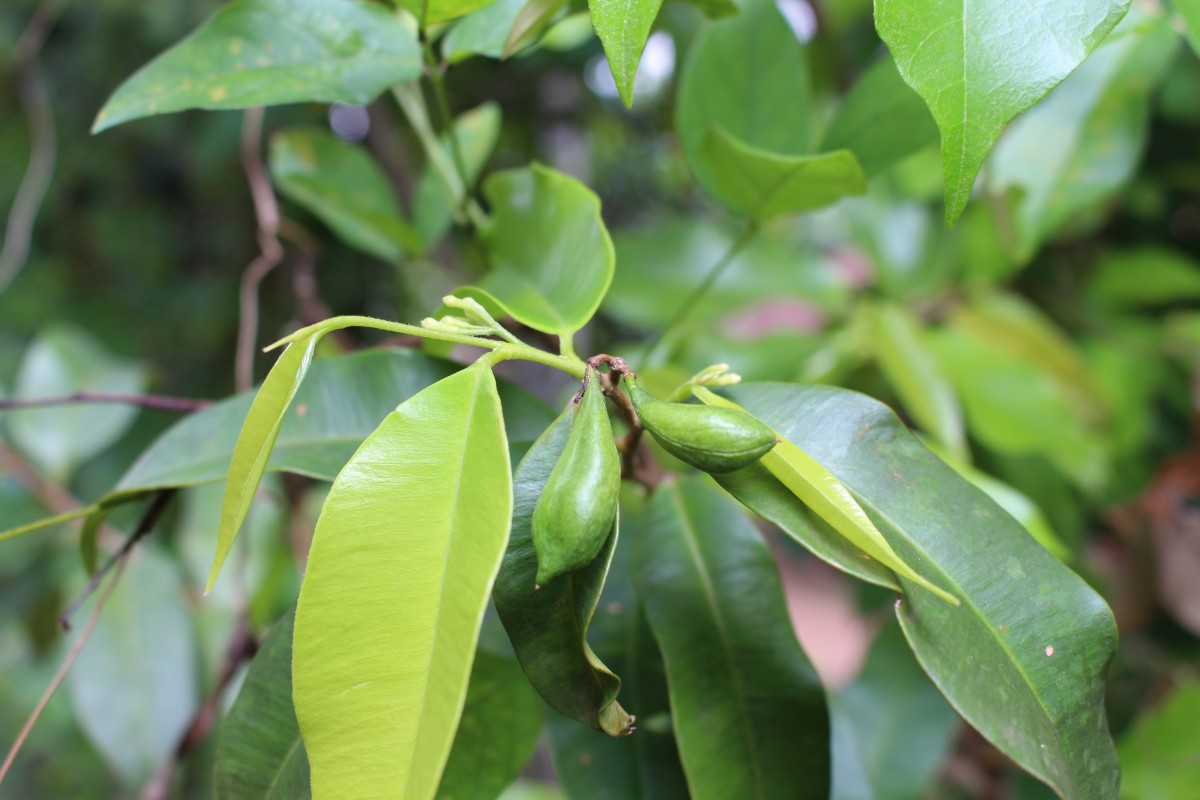 Flora of Sri Lanka