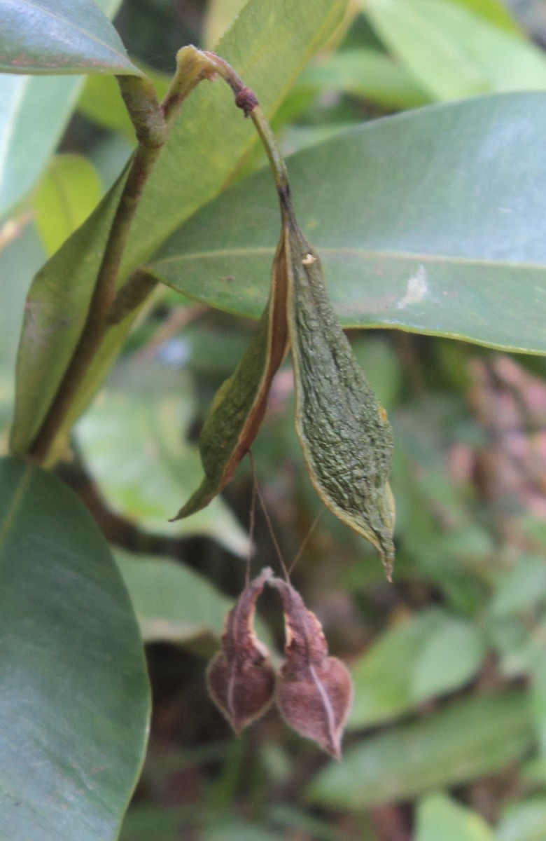 Flora of Sri Lanka