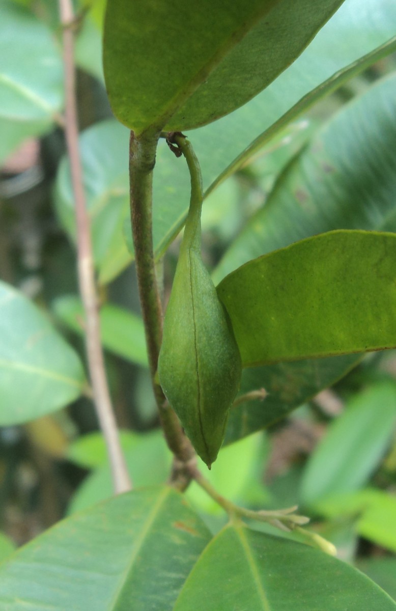 Flora of Sri Lanka