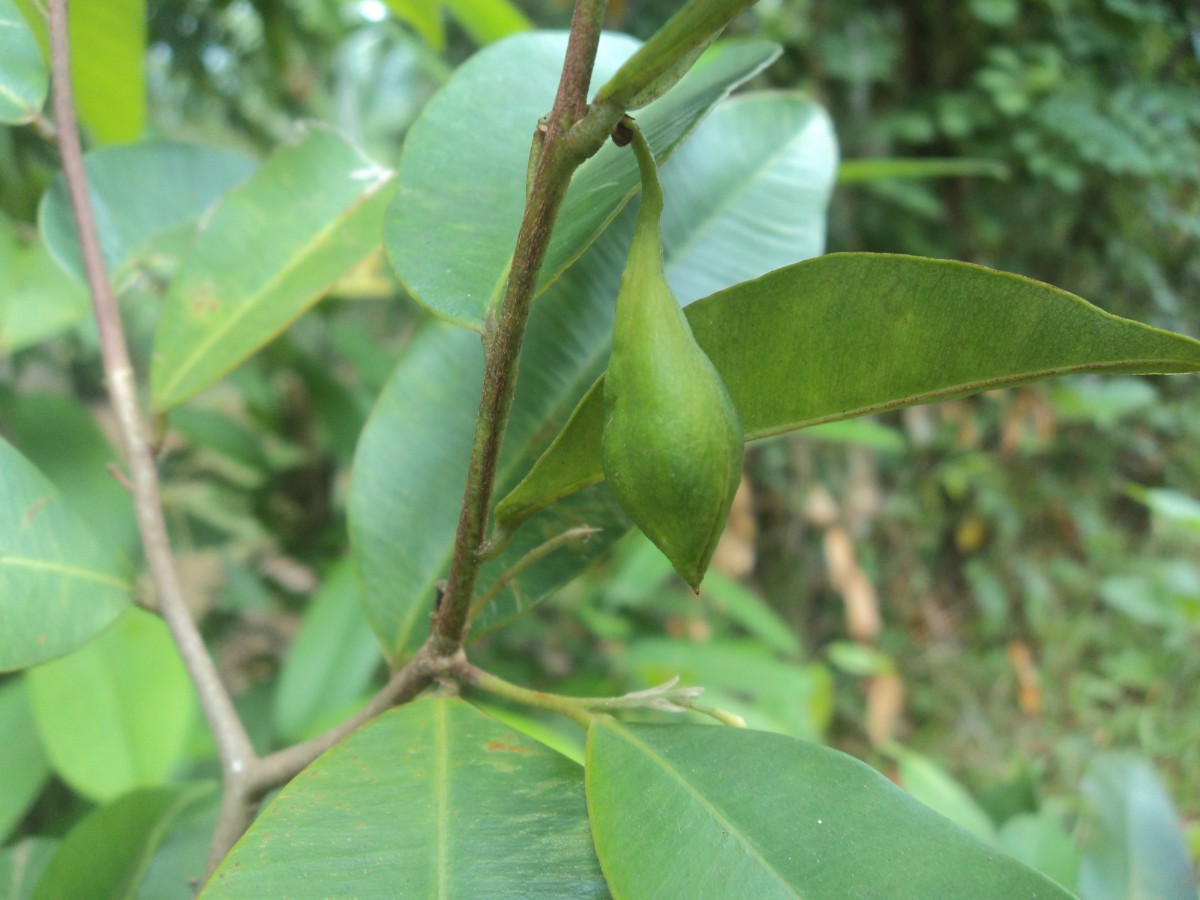 Flora of Sri Lanka