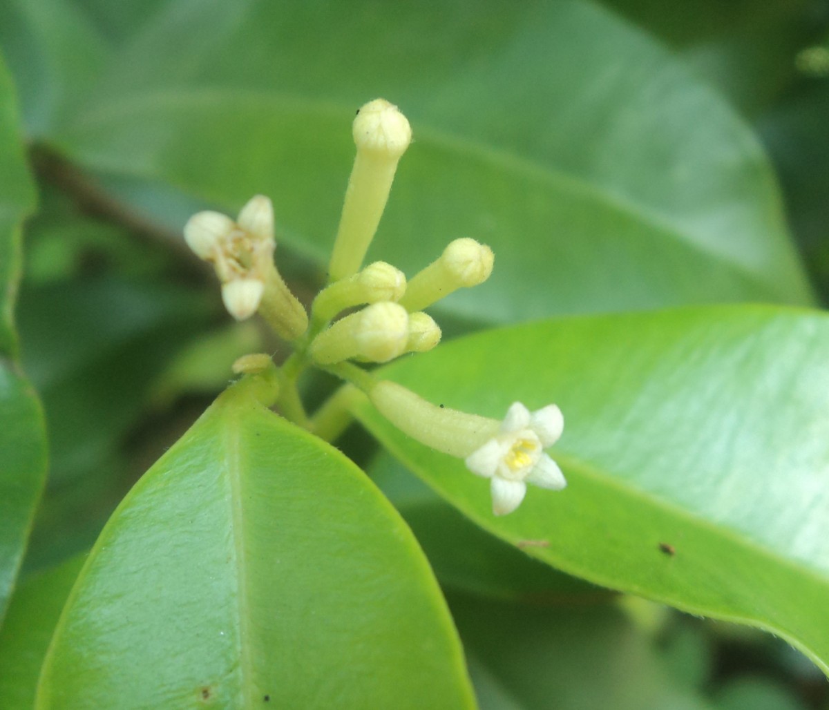 Flora of Sri Lanka