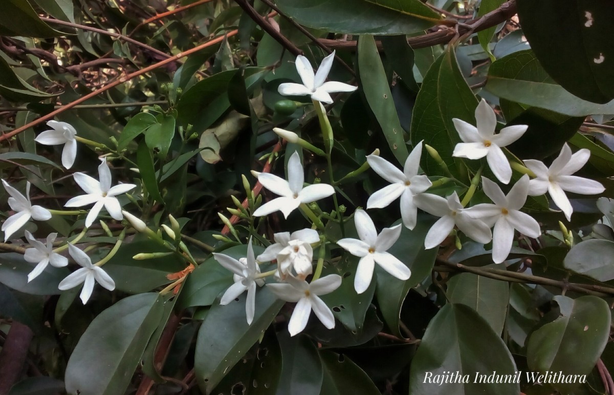 Flora of Sri Lanka