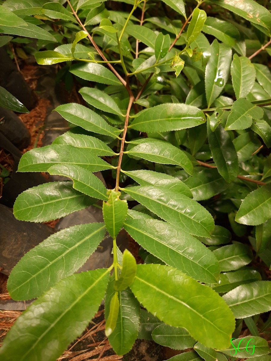 Flora of Sri Lanka