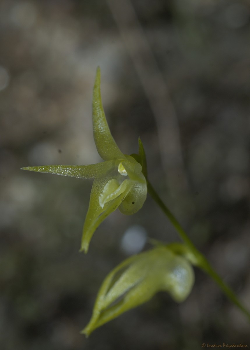 Flora of Sri Lanka