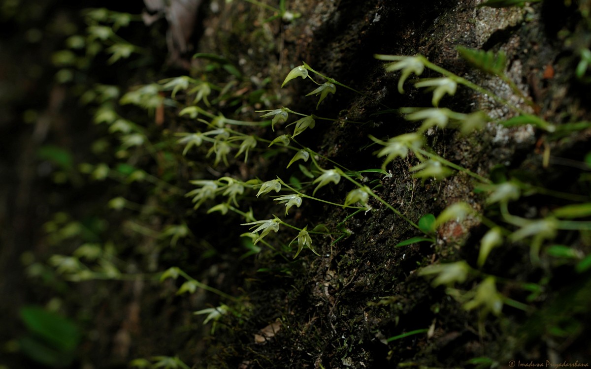 Flora of Sri Lanka
