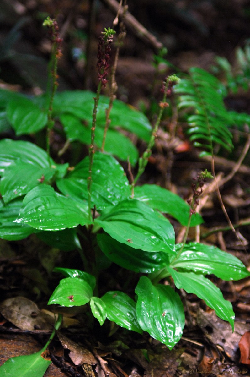 Flora of Sri Lanka
