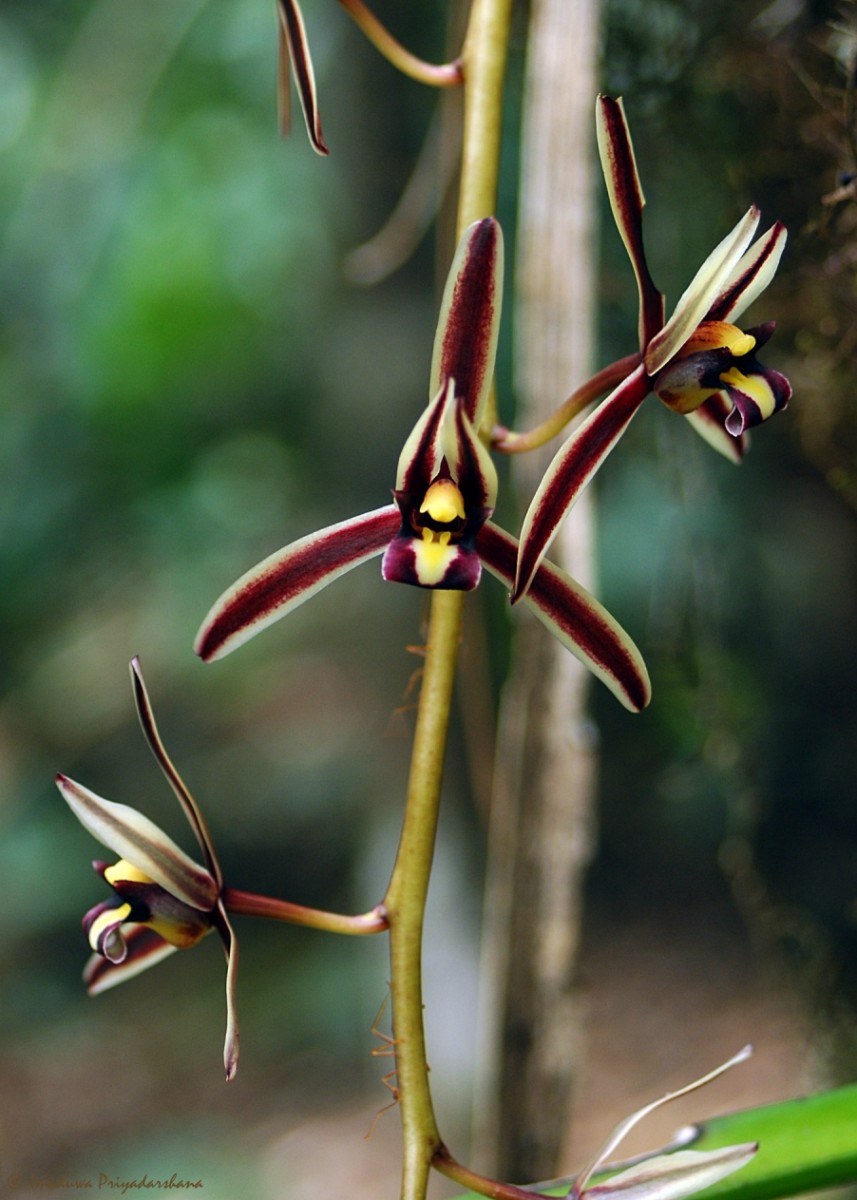 Flora of Sri Lanka