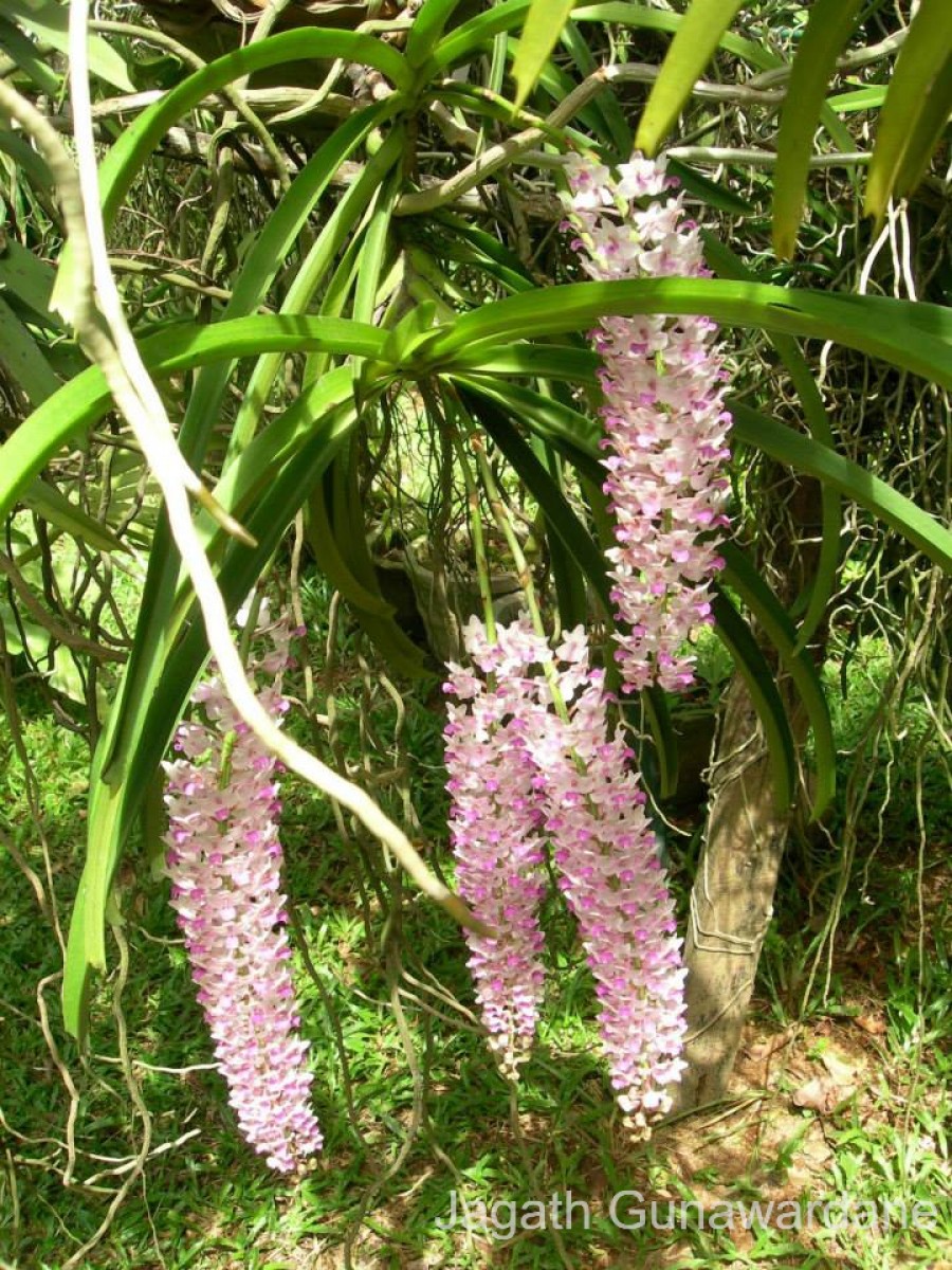 Flora of Sri Lanka