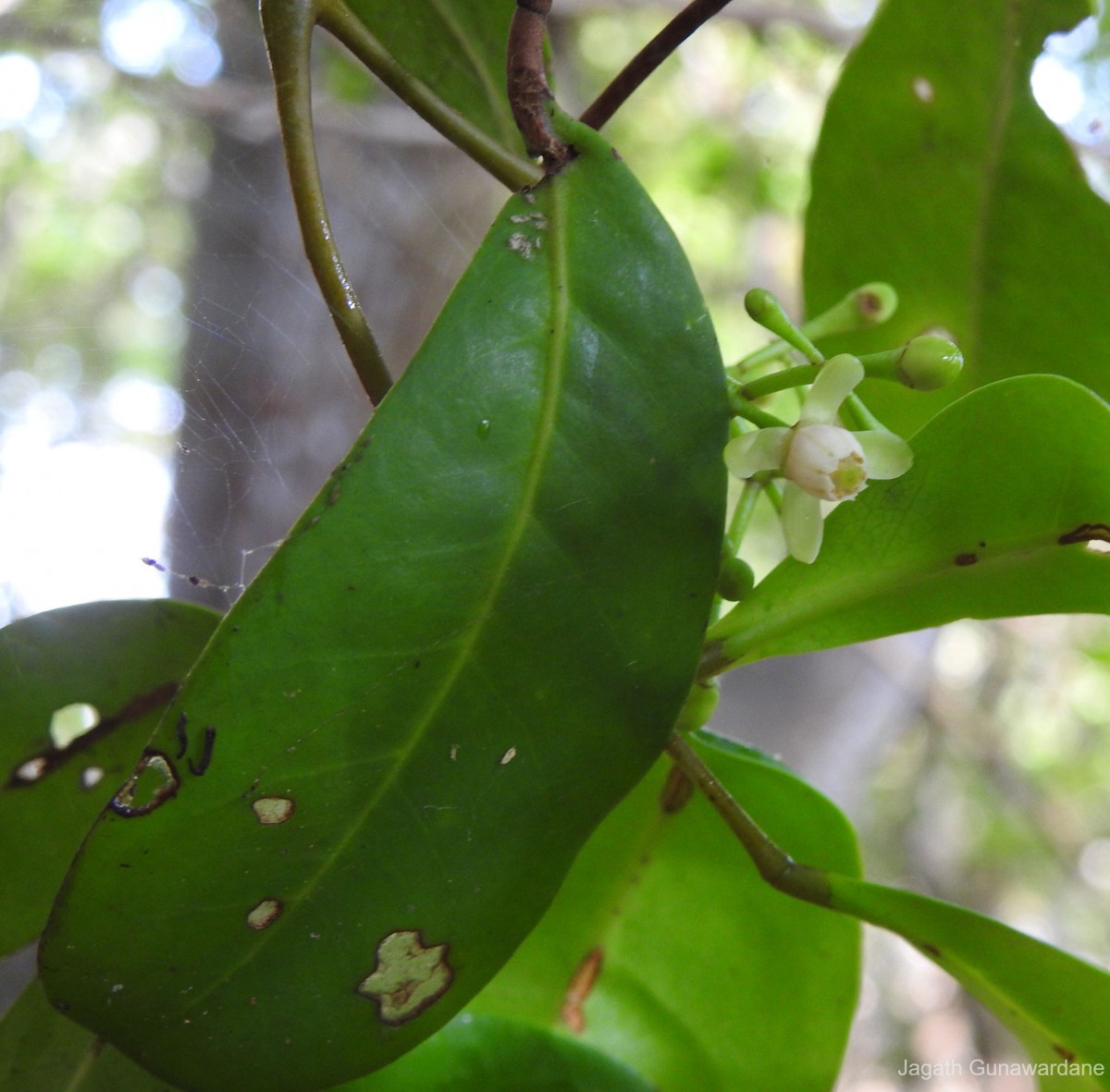 Flora of Sri Lanka