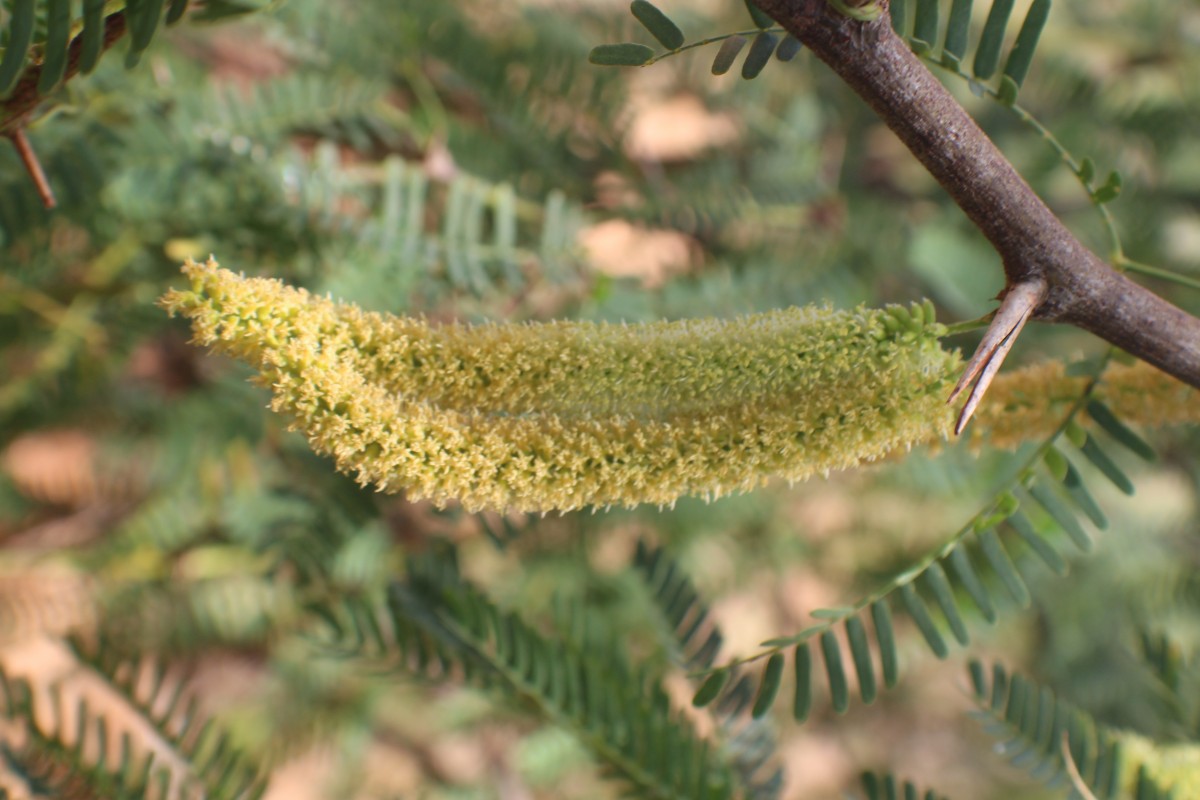 Flora of Sri Lanka