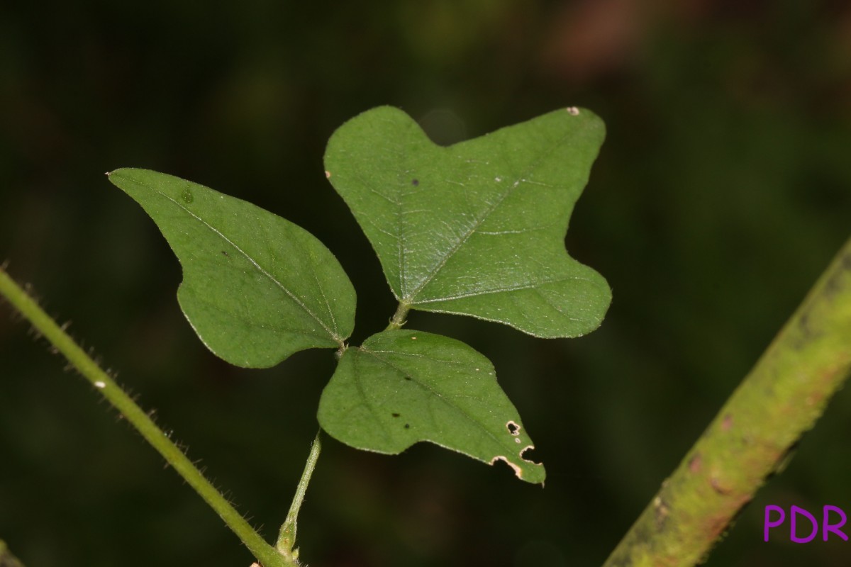 Flora of Sri Lanka