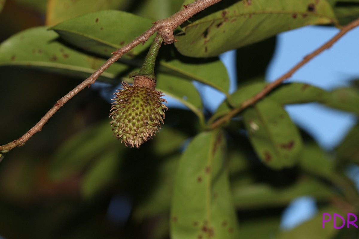 Flora of Sri Lanka