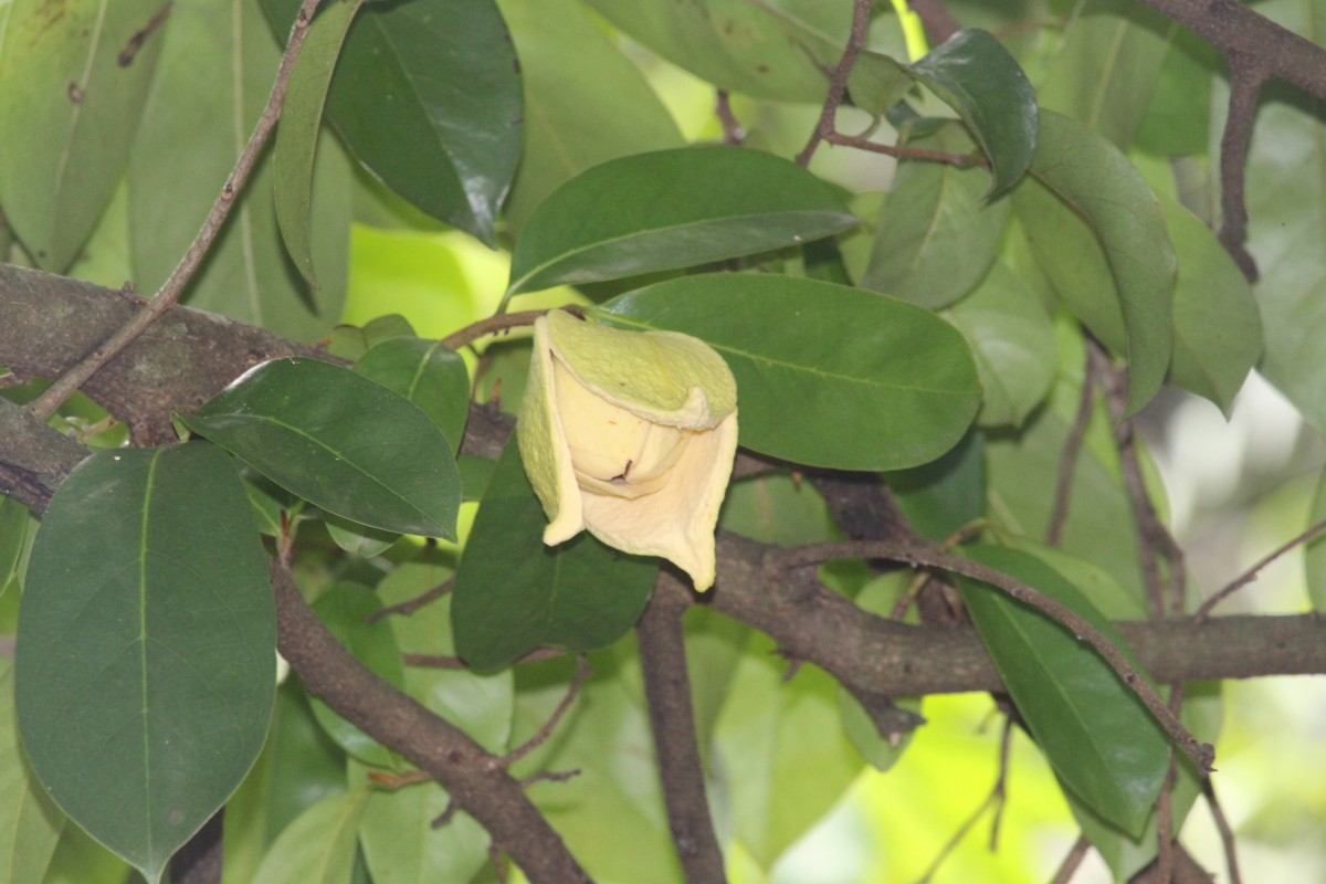 Flora of Sri Lanka