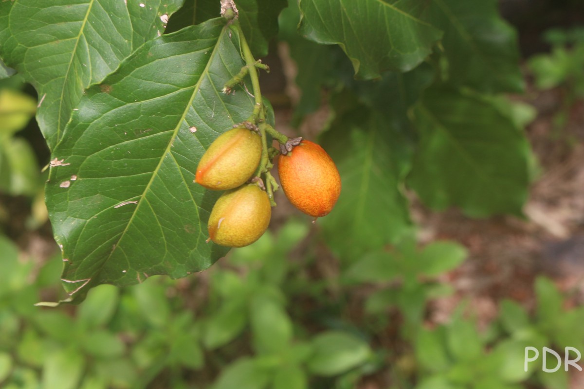 Flora of Sri Lanka