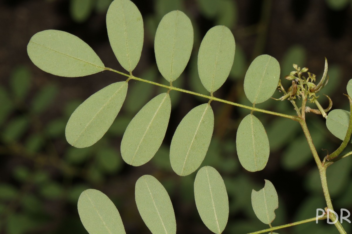 Flora of Sri Lanka