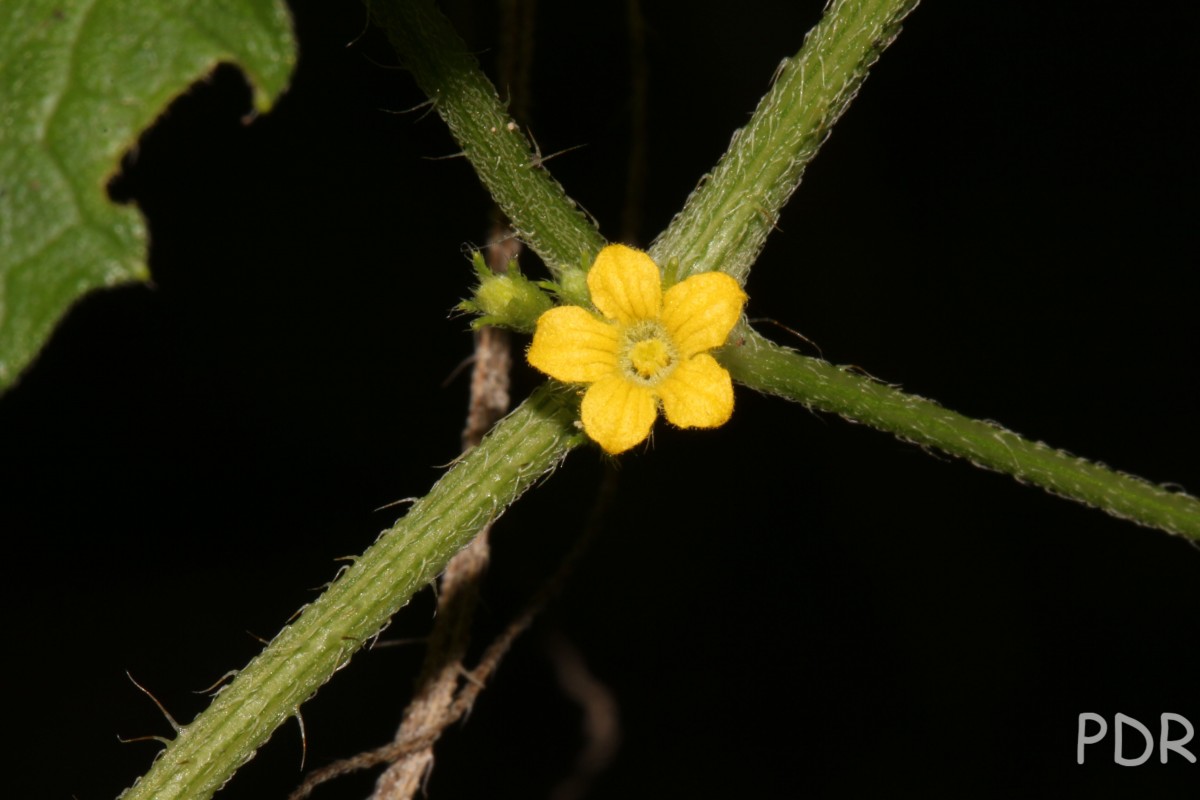 Flora of Sri Lanka