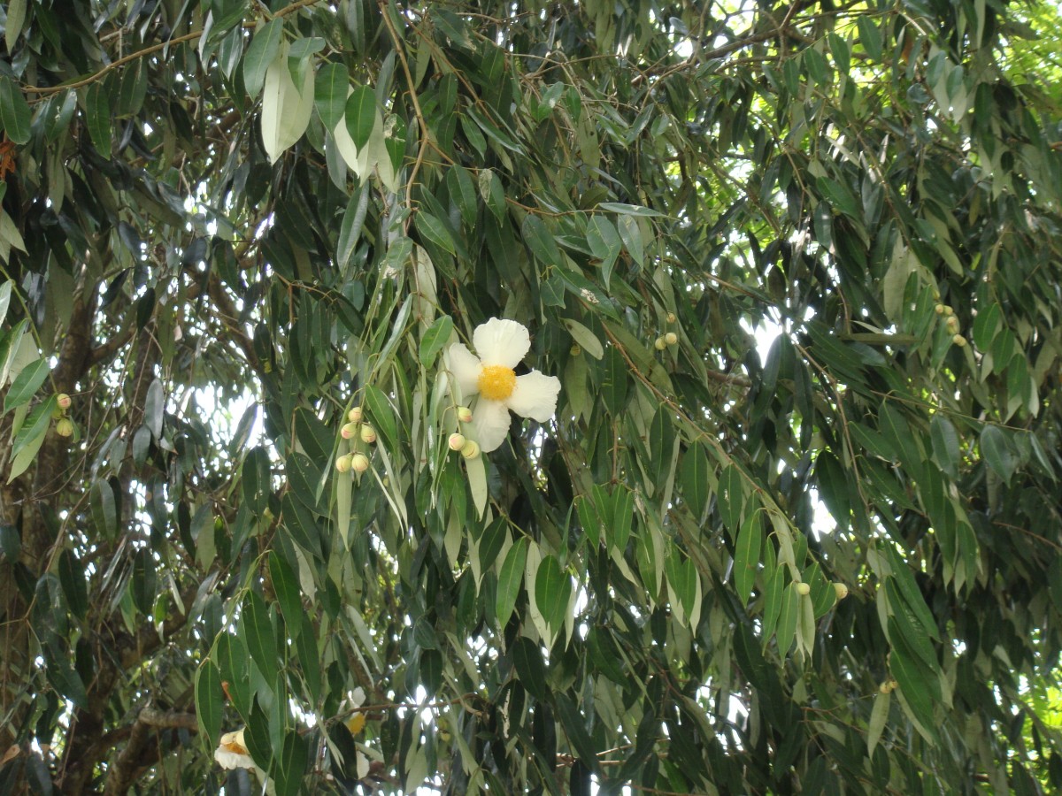 Flora of Sri Lanka