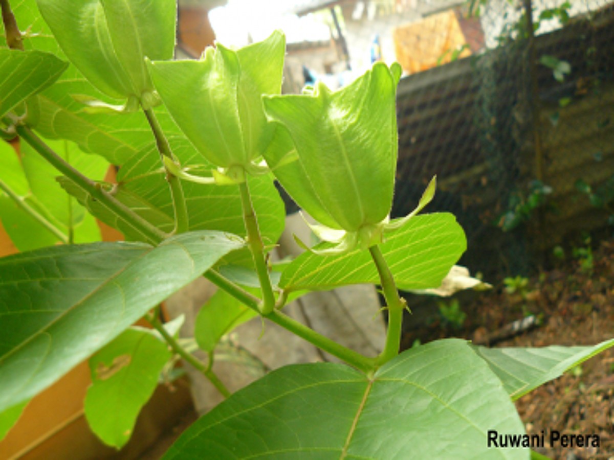 Flora of Sri Lanka