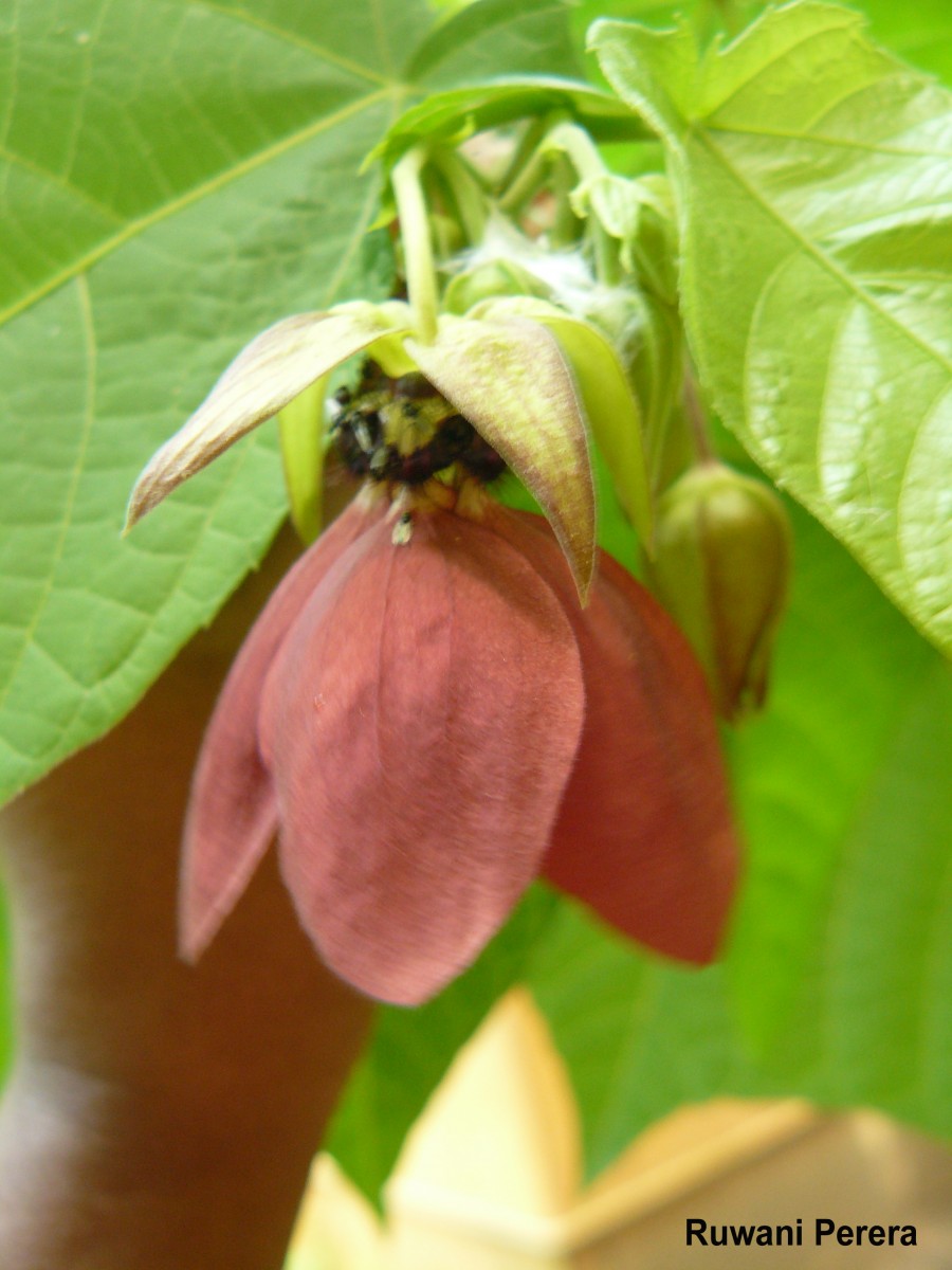 Flora of Sri Lanka