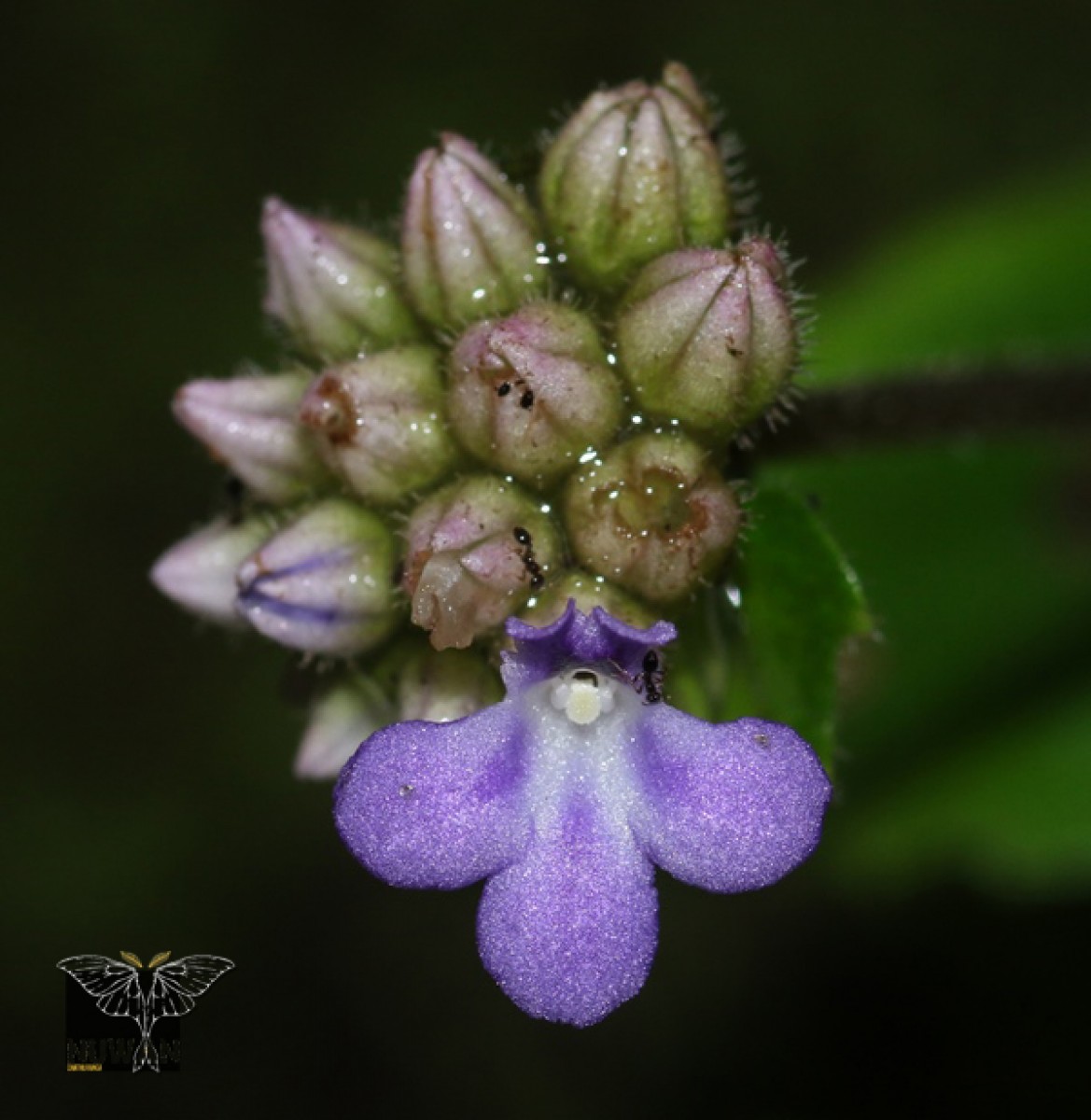 Flora of Sri Lanka