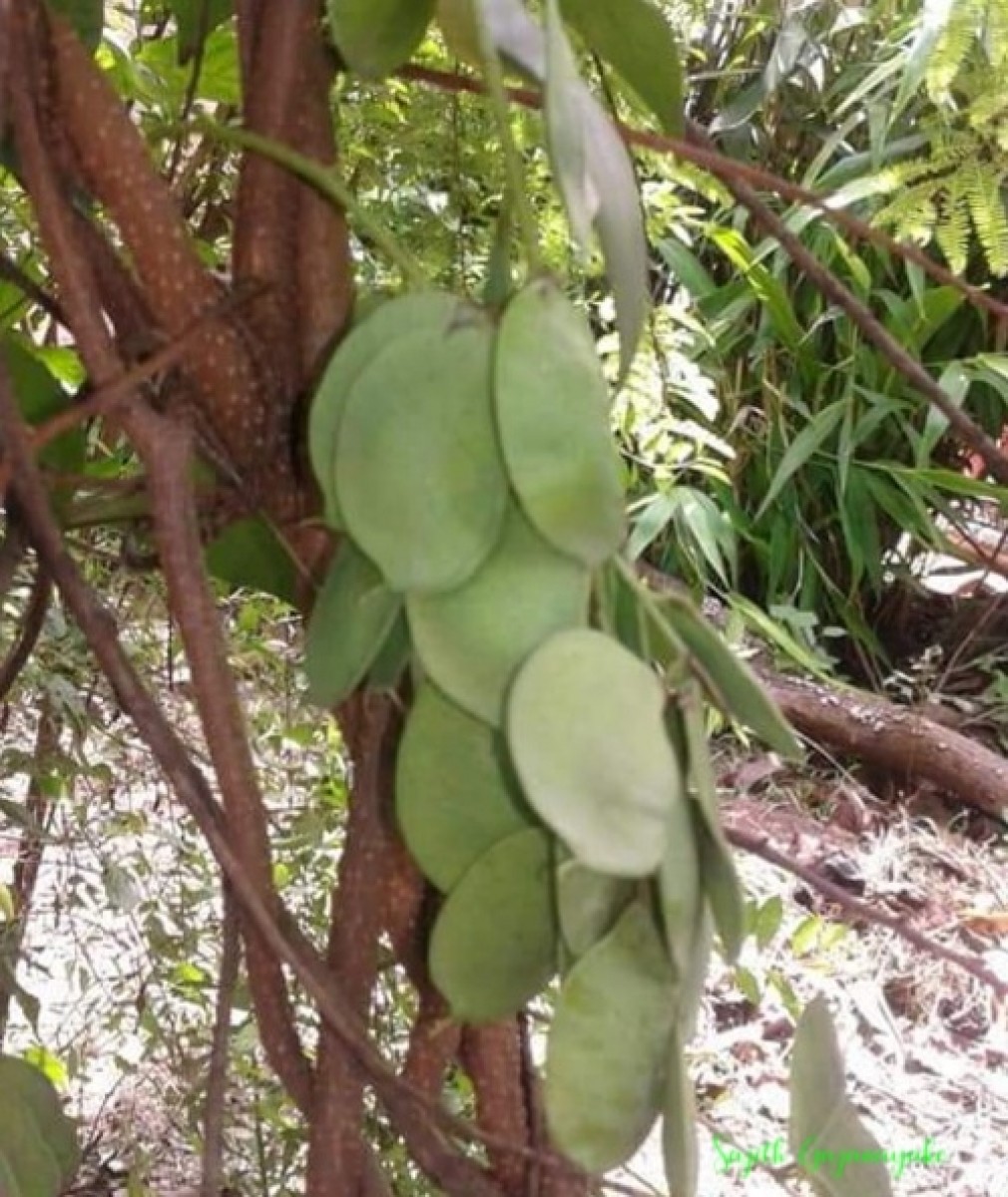 Flora of Sri Lanka