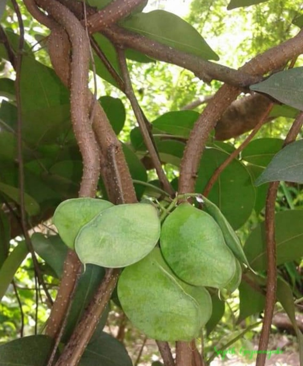 Flora of Sri Lanka