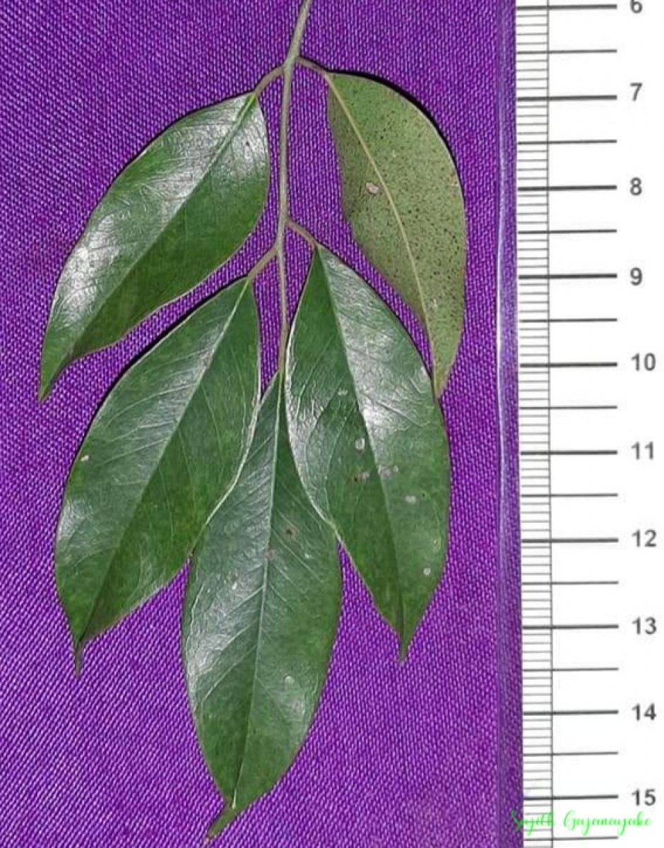 Flora of Sri Lanka