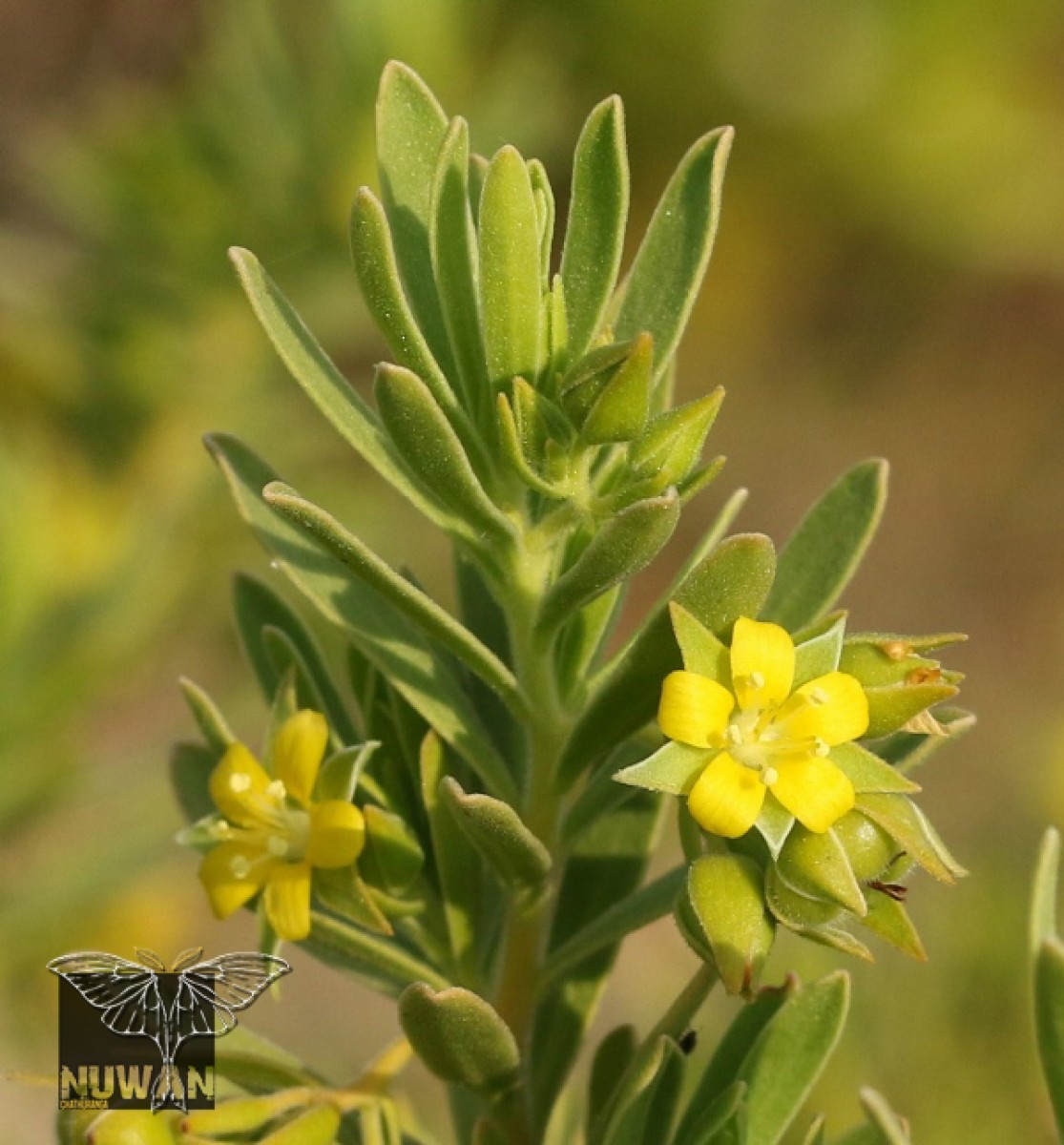 Flora of Sri Lanka